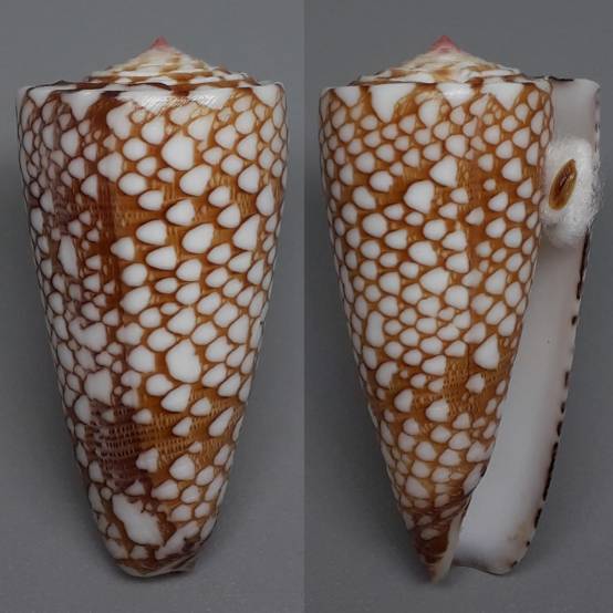 shellauction.net :: Conus basunii - 3650368