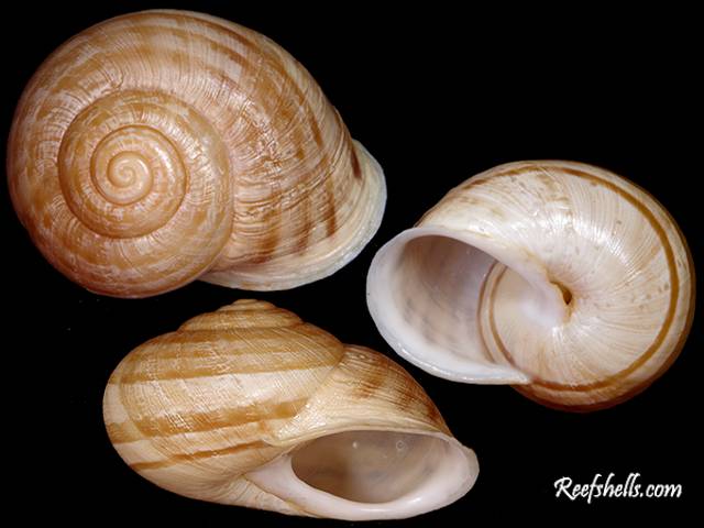 shellauction.net :: Iberus sp. - 3650382