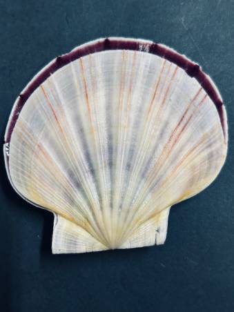 shellauction.net :: Equichlamys bifrons - 3650405