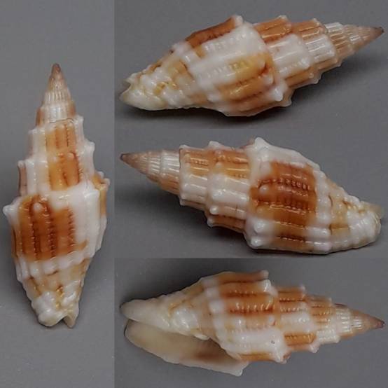 shellauction.net :: Vexillum cookorum - 3650410