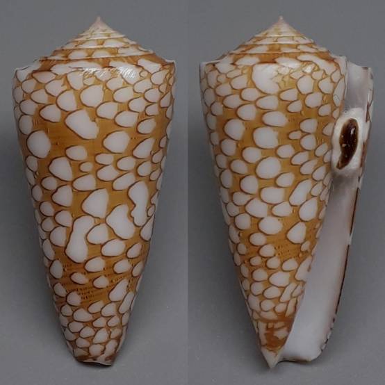 shellauction.net :: Conus nobilis - 3650423