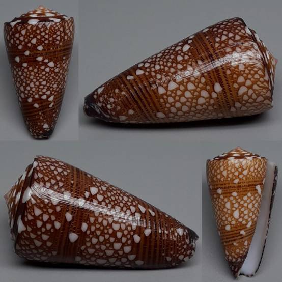 shellauction.net :: Conus nobilis victor - 3650459