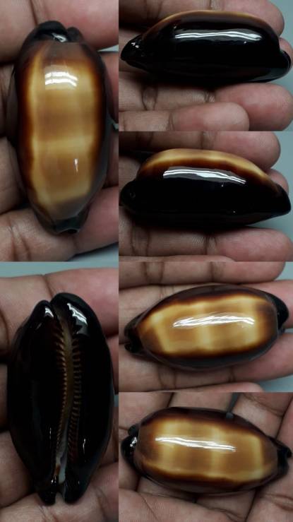 shellauction.net :: Talparia talpa - 3650489