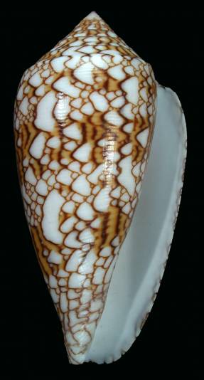 shellauction.net :: Conus canonicus - 3650570
