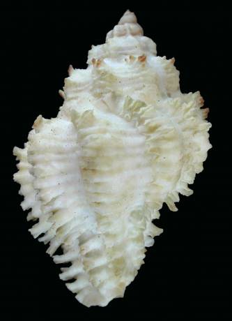 shellauction.net :: Hexaplex stainforthi - 3650639