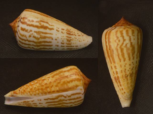 shellauction.net :: Conus inscriptus - 3650657