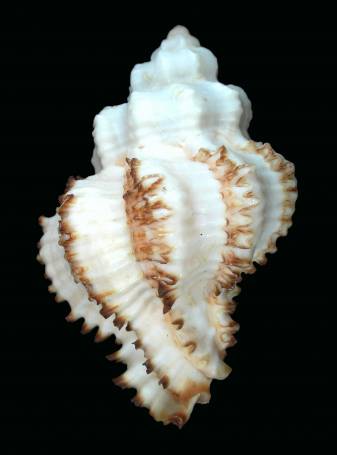 shellauction.net :: Hexaplex stainforthi - 3650661