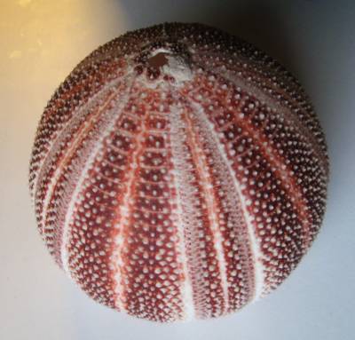 shellauction.net :: Echinus esculentus - 3650679