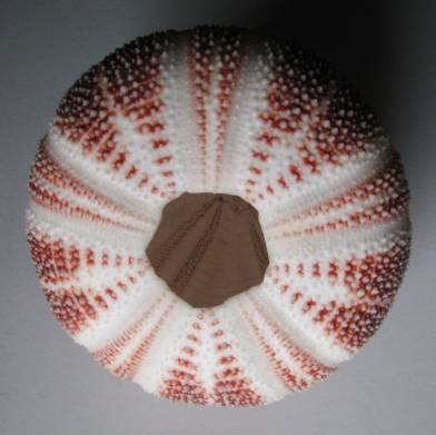 shellauction.net :: Echinus esculentus - 3650679