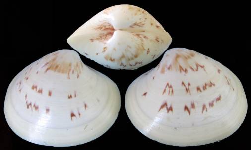 shellauction.net :: Pitar fulminatus - 3650767