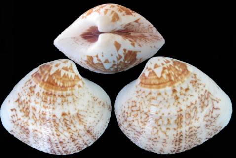 shellauction.net :: Pitar fulminatus - 3650769