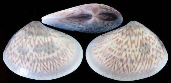 shellauction.net :: Sunetta concinna - 3650777