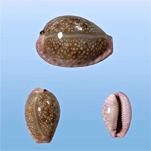 shellauction.net :: Naria marginalis - 3650866