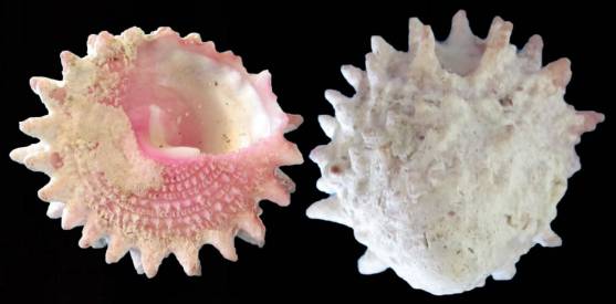 shellauction.net :: Astralium rhodostomum - 3650902