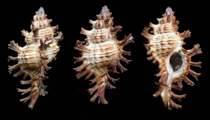 shellauction.net :: Chicoreus jessicae - 3650904