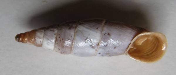 shellauction.net :: Medora almissana - 3650940