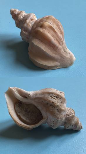 shellauction.net :: Neptunea heros - 3650957