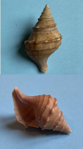 shellauction.net :: Neptunea multistriata - 3650977