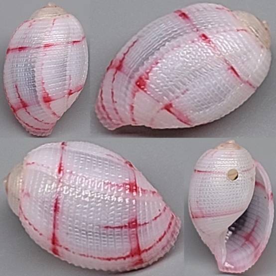 shellauction.net :: Bullina lineata - 3651023