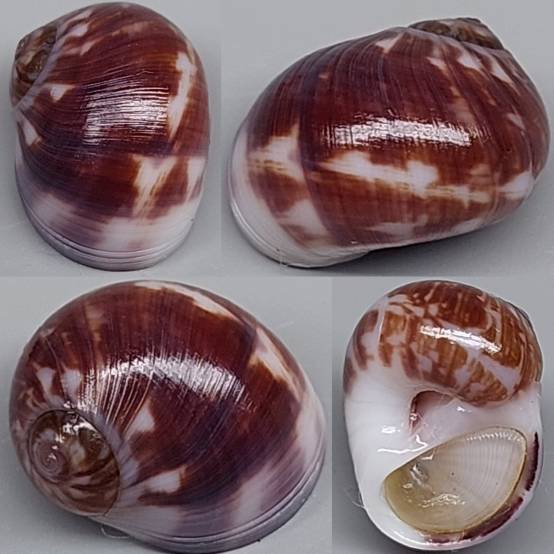 shellauction.net :: Natica sp. - 3651031