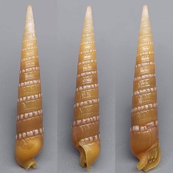 shellauction.net :: Terebra sp. - 3651067