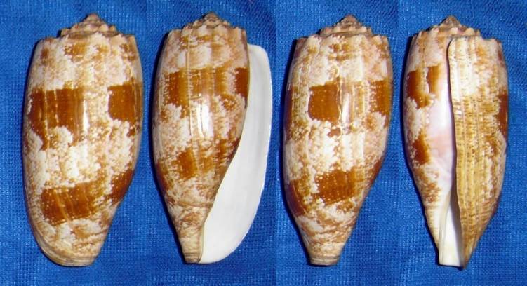 shellauction.net :: Conus geographus - 3651279