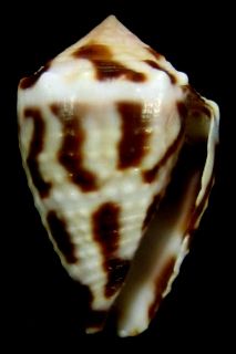 shellauction.net :: Conus explorator - 3651434