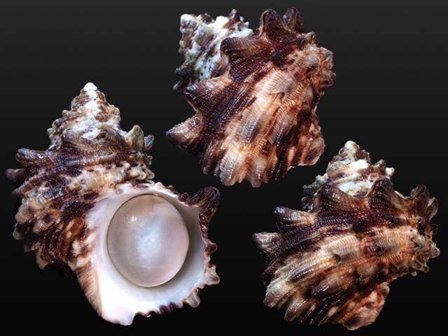 shellauction.net :: Turbo radiatus - 3651485