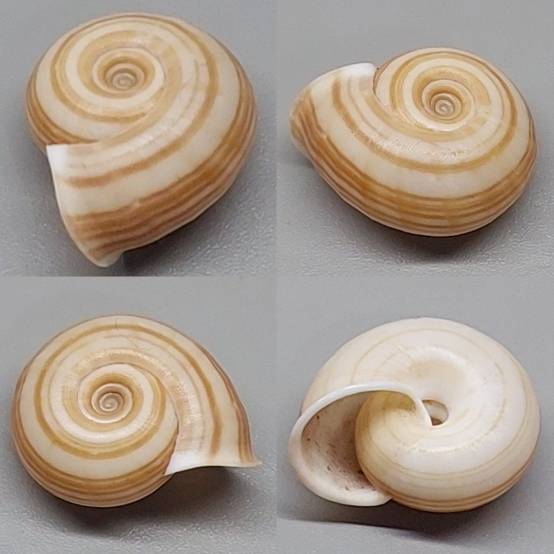 shellauction.net :: Chloritis circumdata - 3651570