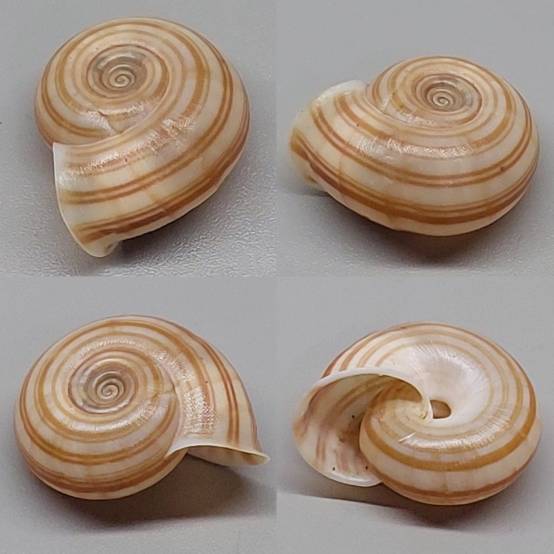 shellauction.net :: Chloritis circumdata - 3651571