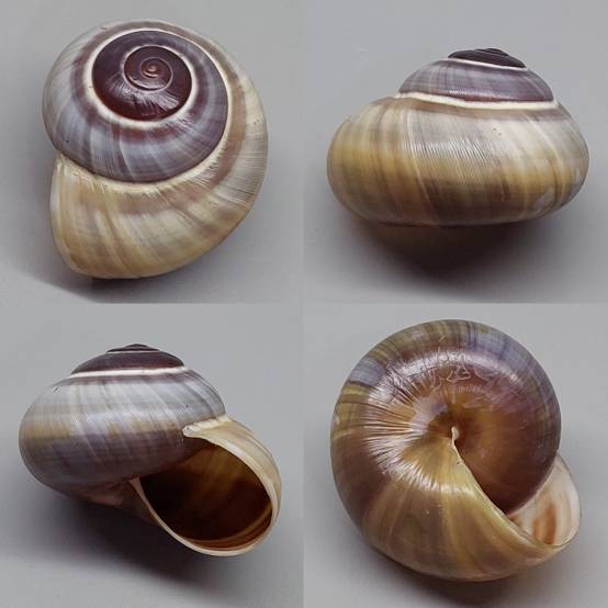 shellauction.net :: Xesta tomiana - 3651672