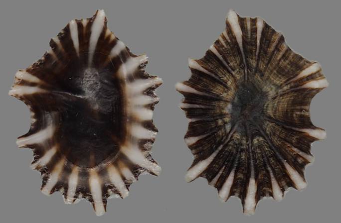 shellauction.net :: Siphonaria atra - 3651688