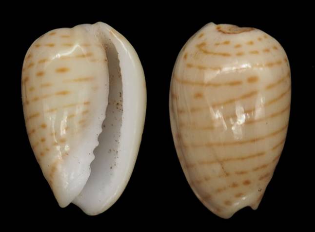 shellauction.net :: Persicula cingulata - 3651706