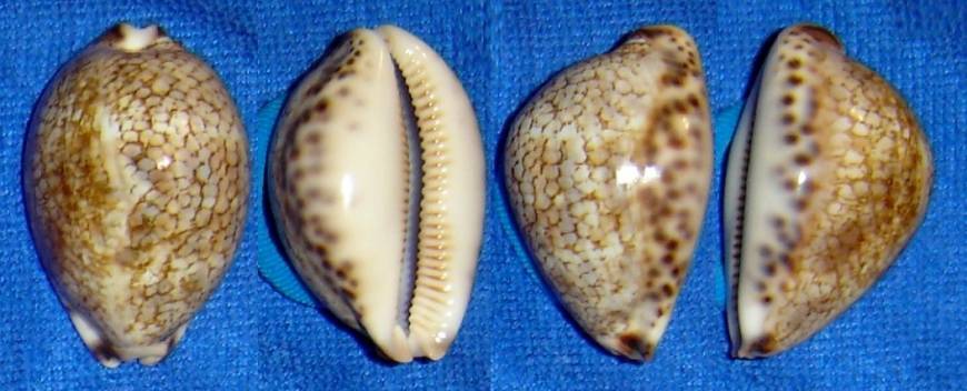 shellauction.net :: Mauritia histrio - 3651707