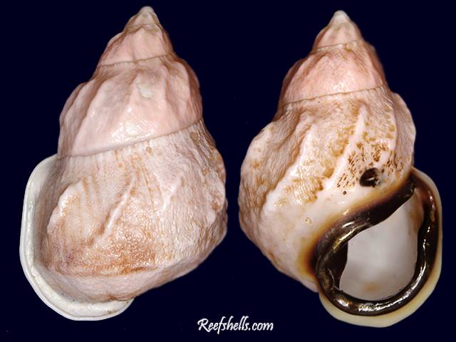 shellauction.net :: Auris bilabiata melanostoma - 3651859