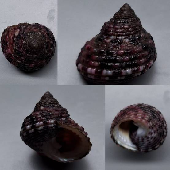 shellauction.net :: Monodonta canalifera - 3651994