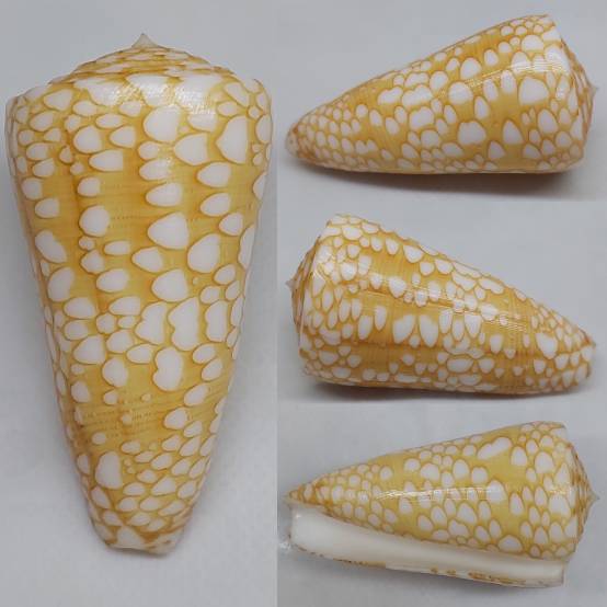 shellauction.net :: Conus nobilis - 3652032