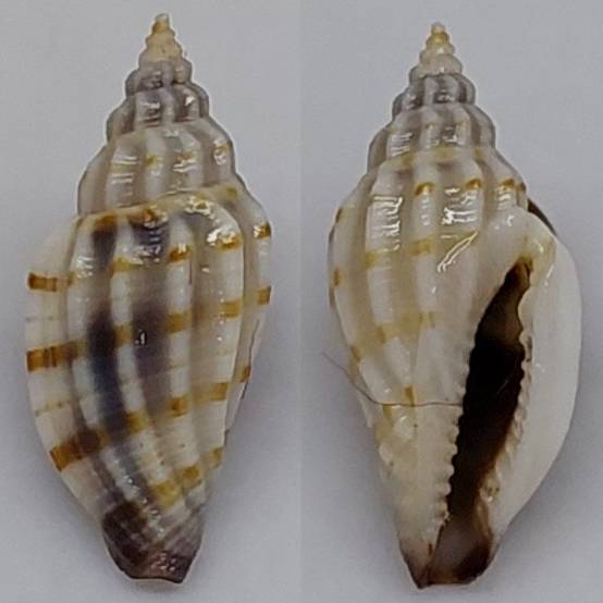 shellauction.net :: Eucithara marginelloides - 3652057