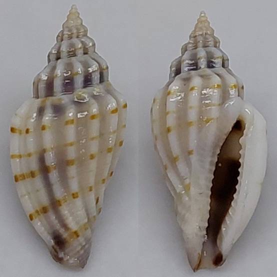 shellauction.net :: Eucithara marginelloides - 3652059