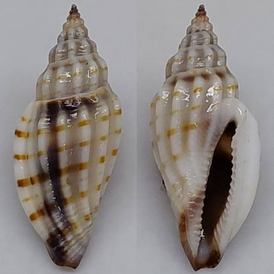 shellauction.net :: Eucithara marginelloides - 3652060