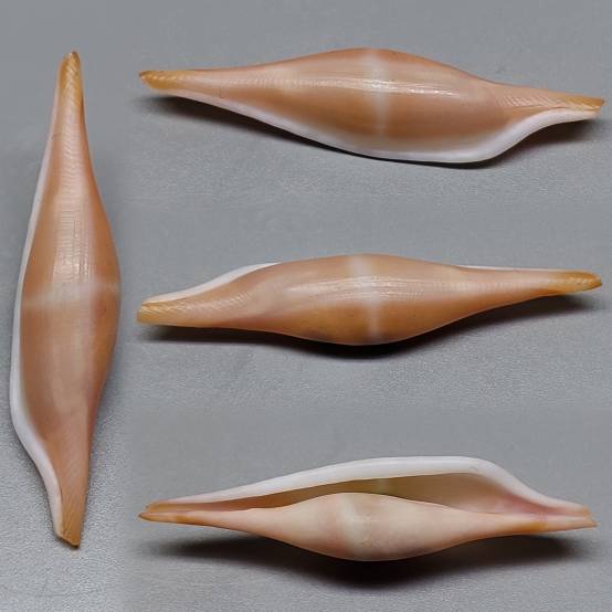 shellauction.net :: Volva volva - 3652117