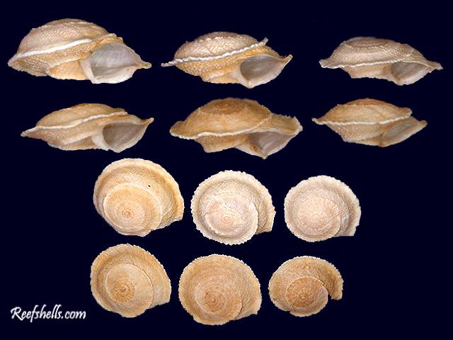 shellauction.net :: Xeroleuca turcica - 3652174