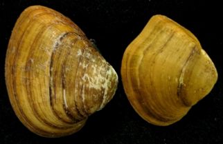 shellauction.net :: Truncilla truncata - 3652238