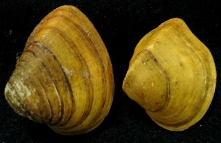 shellauction.net :: Truncilla truncata - 3652238