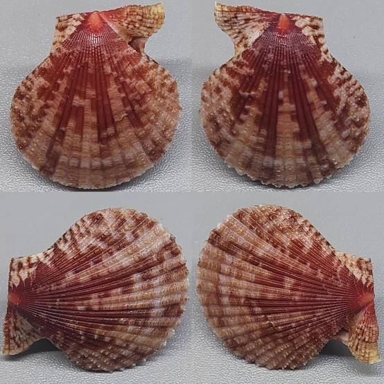 shellauction.net :: Chlamys senatoria - 3652310