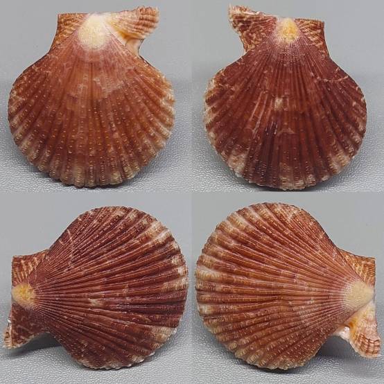 shellauction.net :: Chlamys senatoria - 3652316