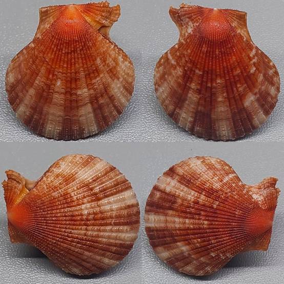shellauction.net :: Chlamys senatoria - 3652317