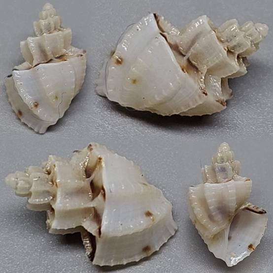 shellauction.net :: Scalptia sp. - 3652431