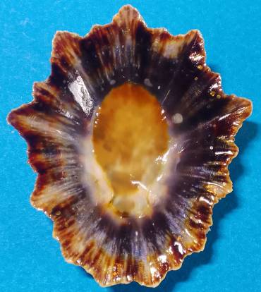 shellauction.net :: Cymbula oculus - 3652471