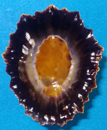 shellauction.net :: Cymbula oculus - 3652481